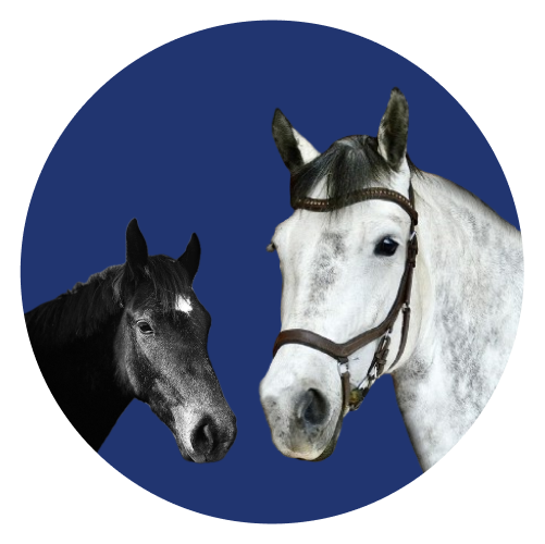 Urban Equestrian